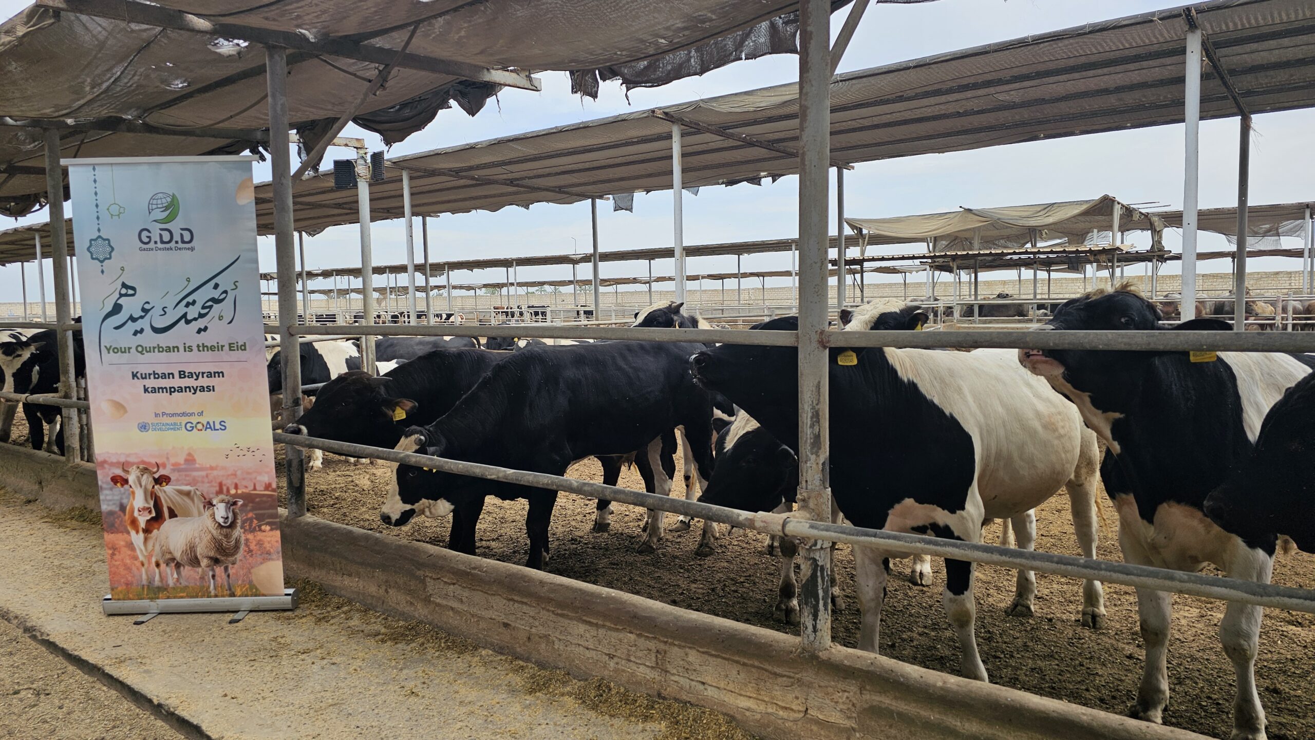 GDD Begins Inspection of Qurban Animals at Livestock Farms in Egypt ...